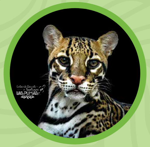 Desarrollo de capacidades - 3 Quarto